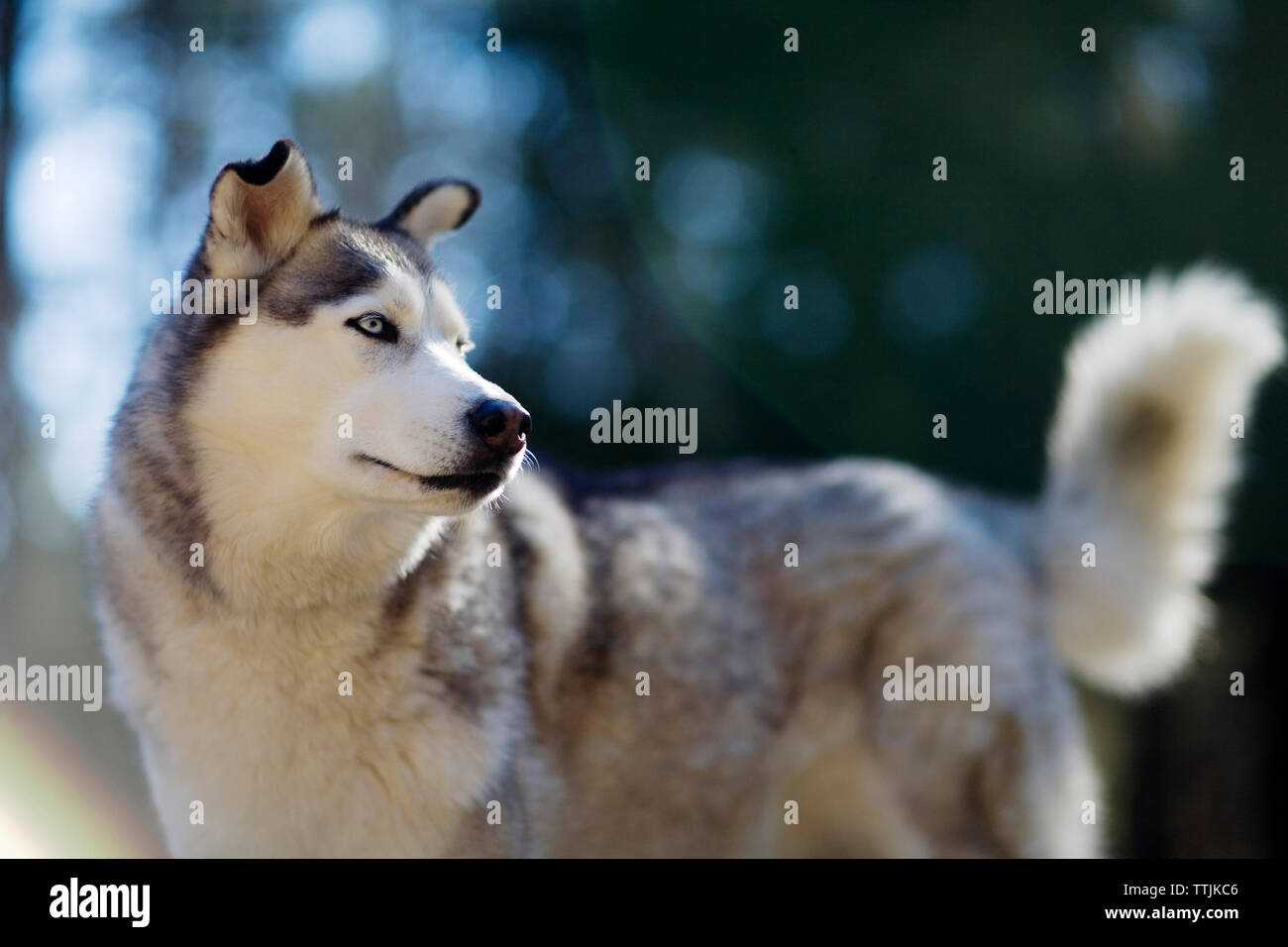 Husky looking away while standing Stock Photo - Alamy