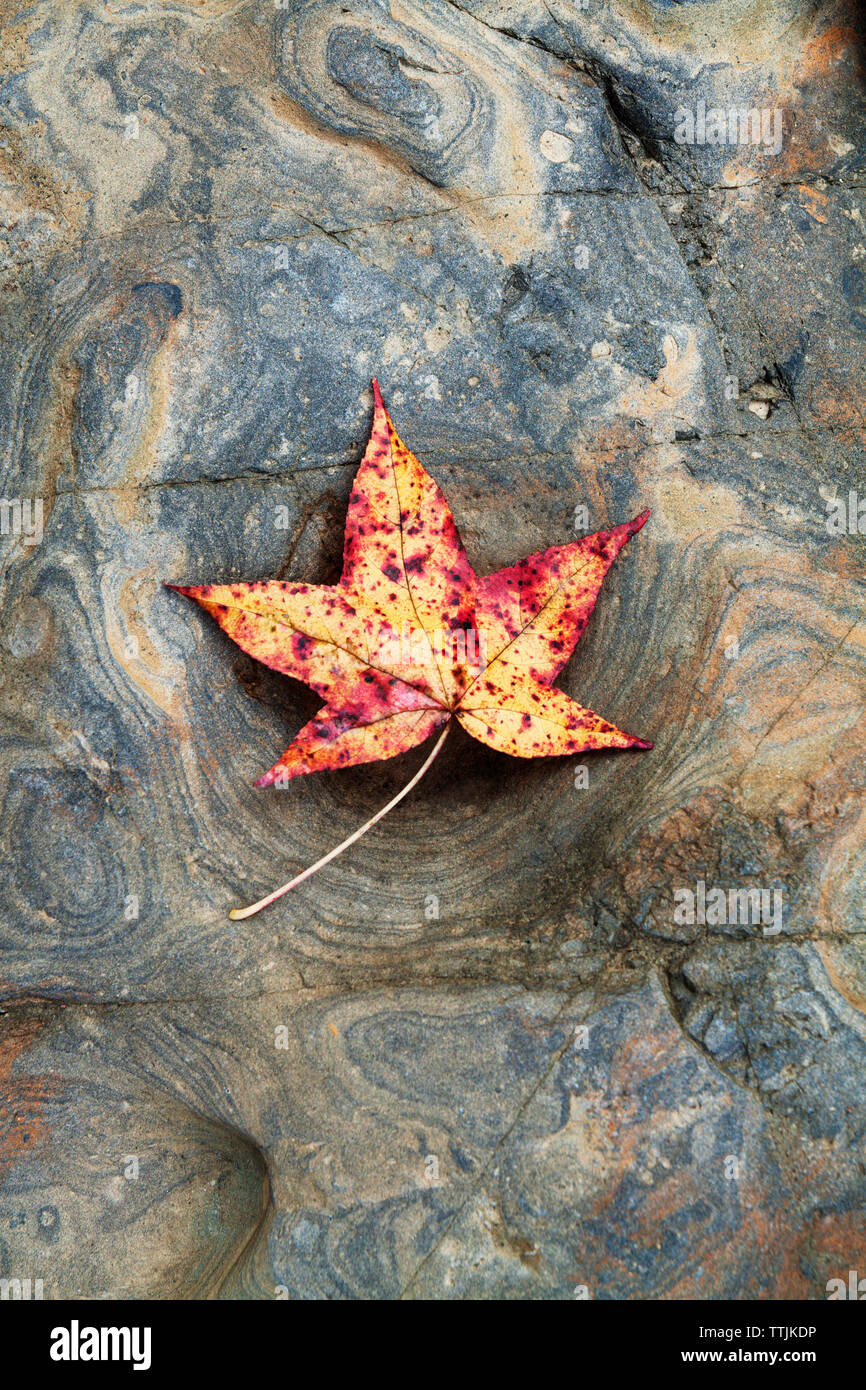 Stump and leaf hi-res stock photography and images - Alamy
