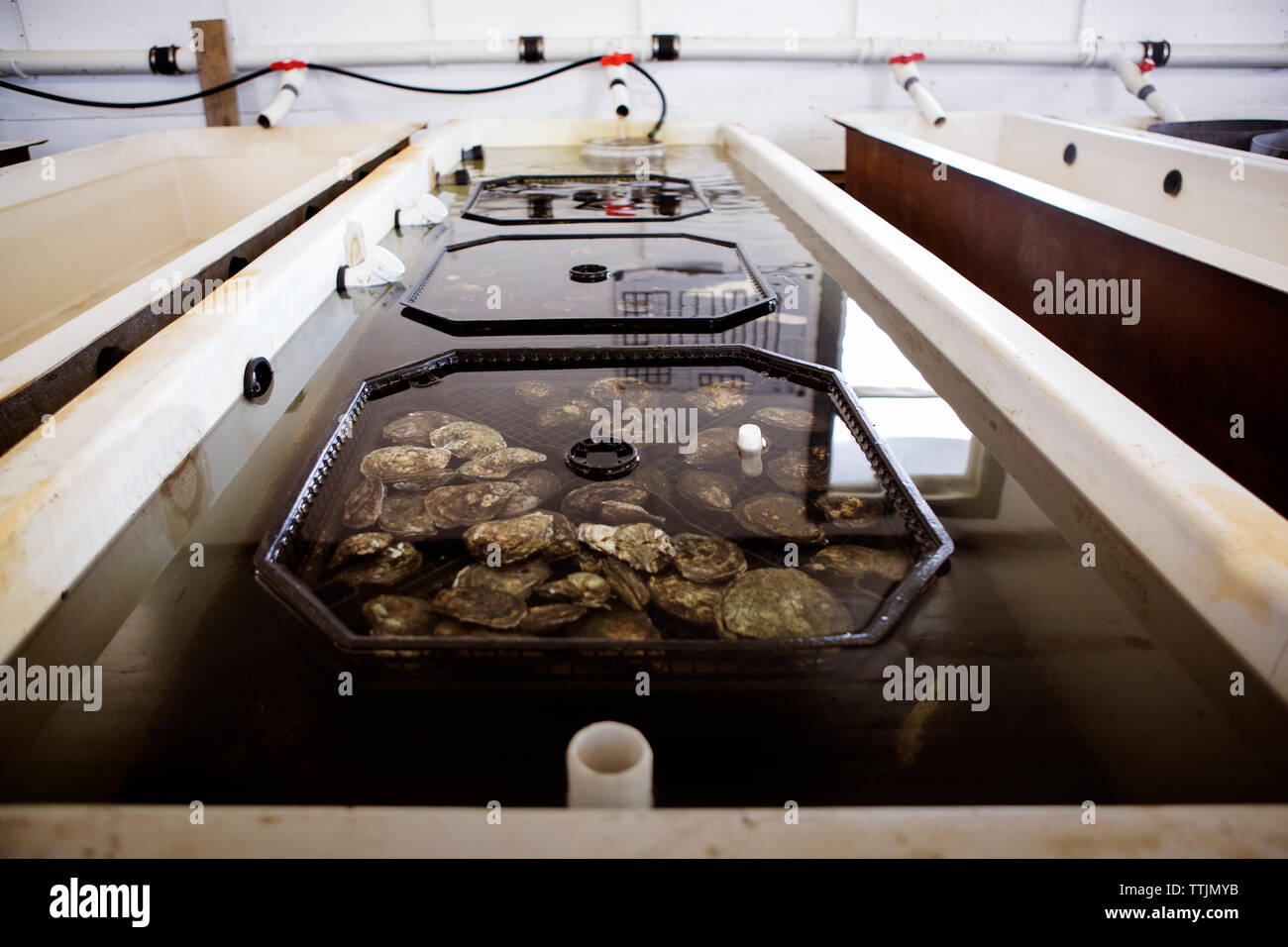 Oysters in shells hi-res stock photography and images - Alamy