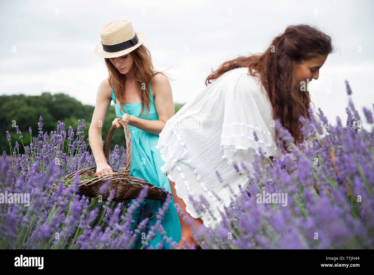 Lavender young plants in hi-res stock photography and images - Alamy