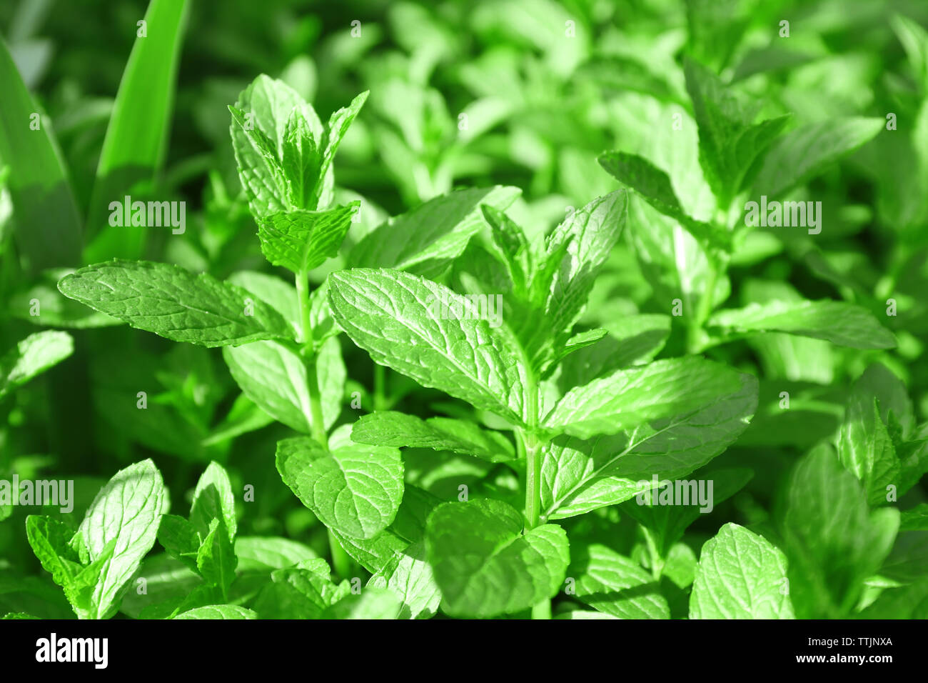 Fresh mint background, closeup Stock Photo - Alamy