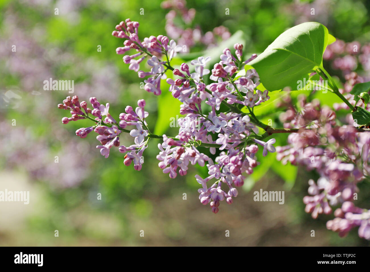 Branches of lilac, closeup Stock Photo - Alamy
