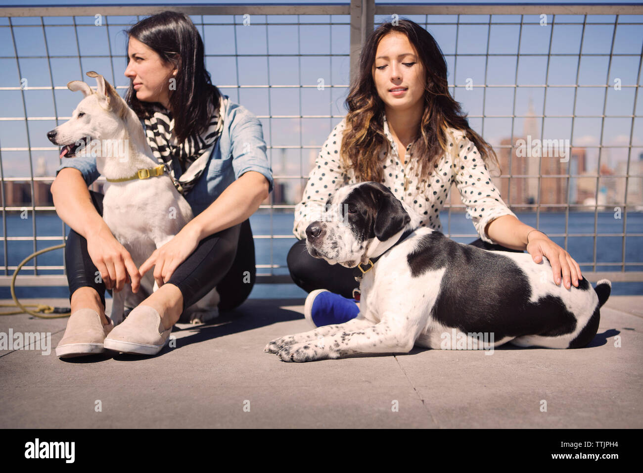 Female friends with dogs sitting on bridge in city during sunny day ...