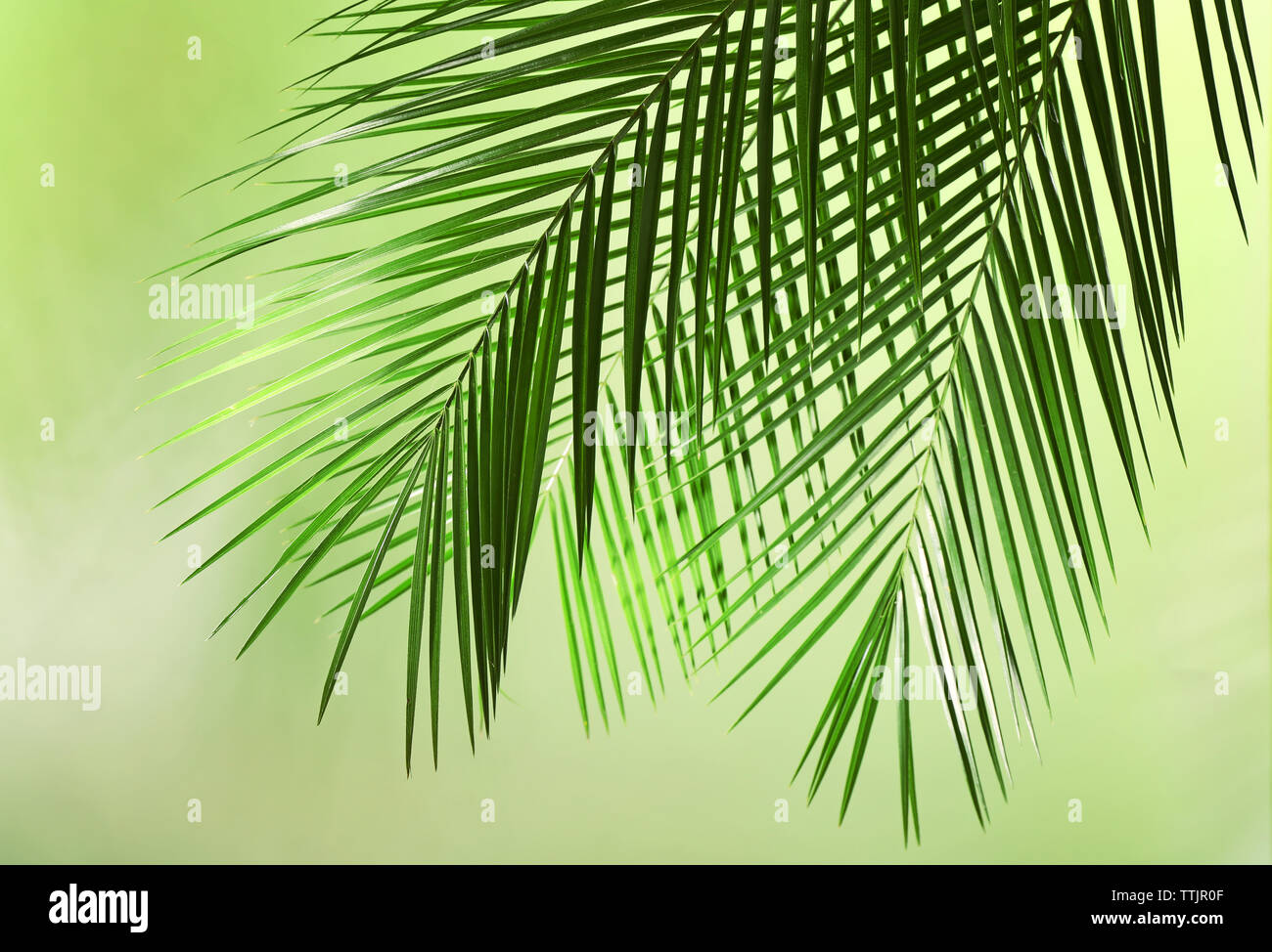 Green leaves of palm tree on color background Stock Photo - Alamy