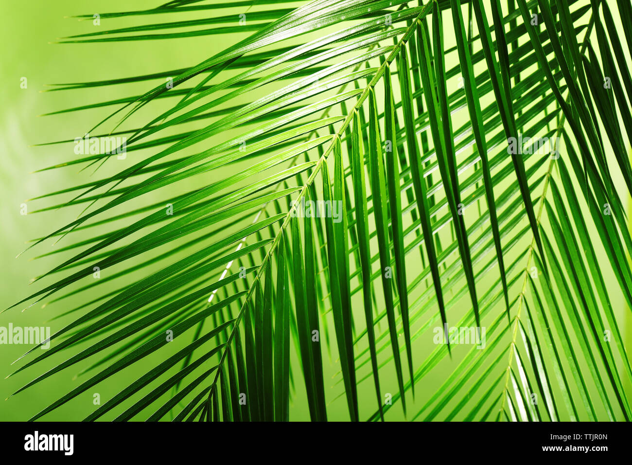 Green leaves of palm tree on color background Stock Photo - Alamy