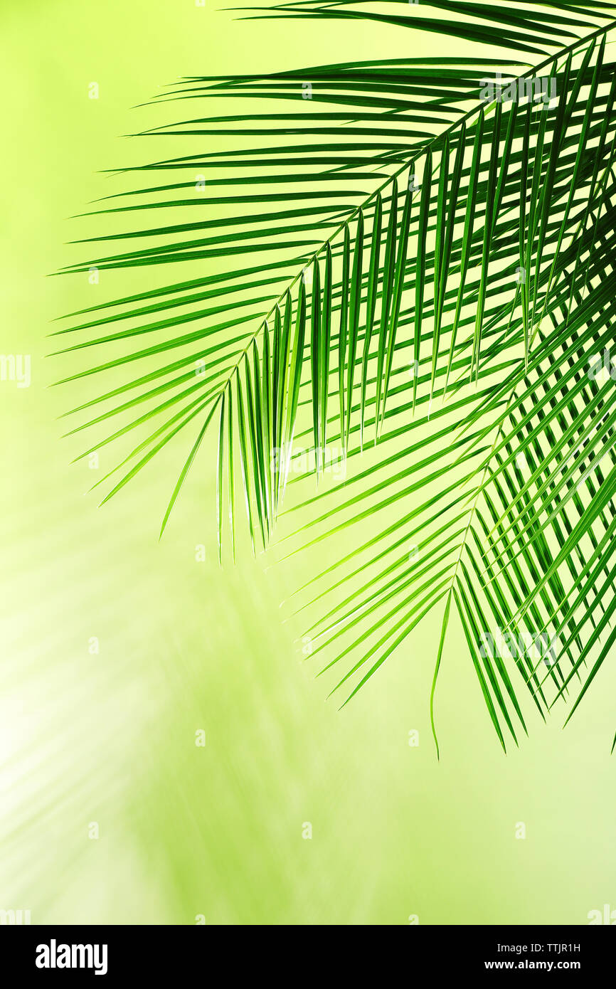 Green leaves of palm tree on color background Stock Photo - Alamy