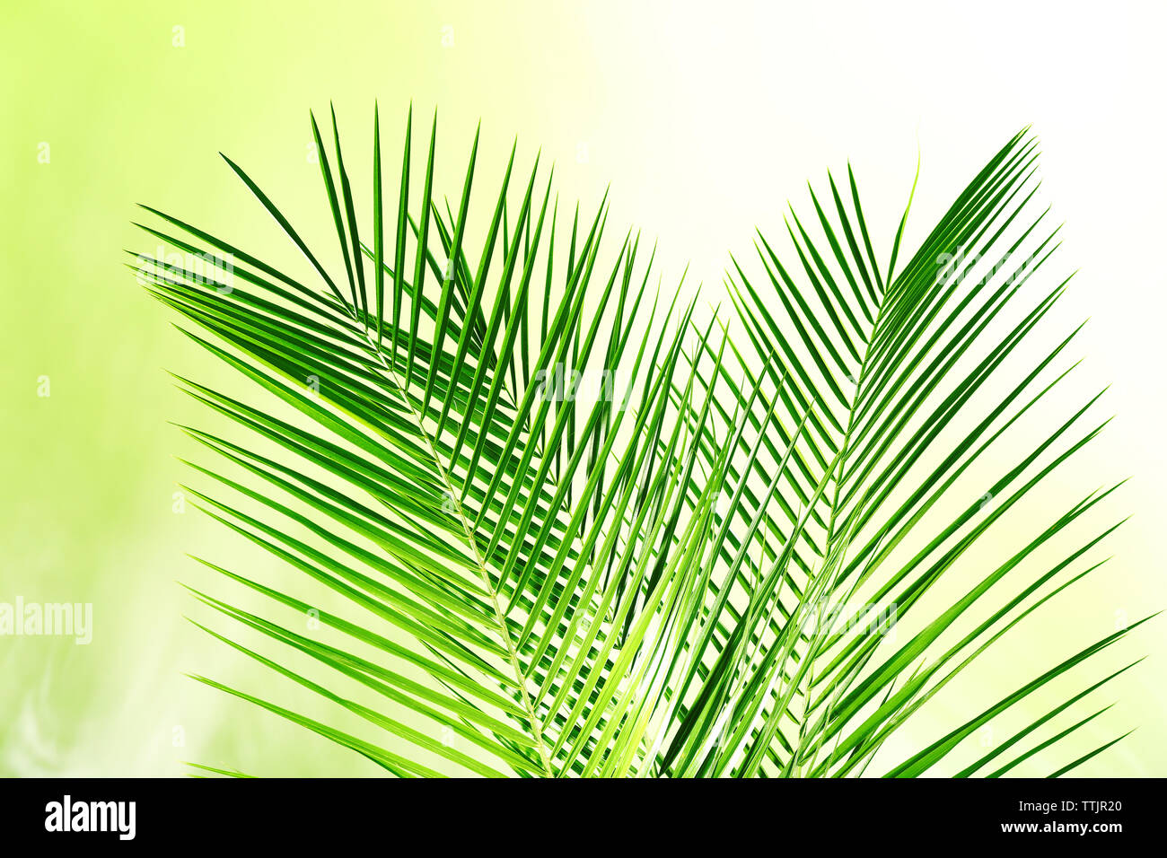 Green leaves of palm tree on color background Stock Photo - Alamy