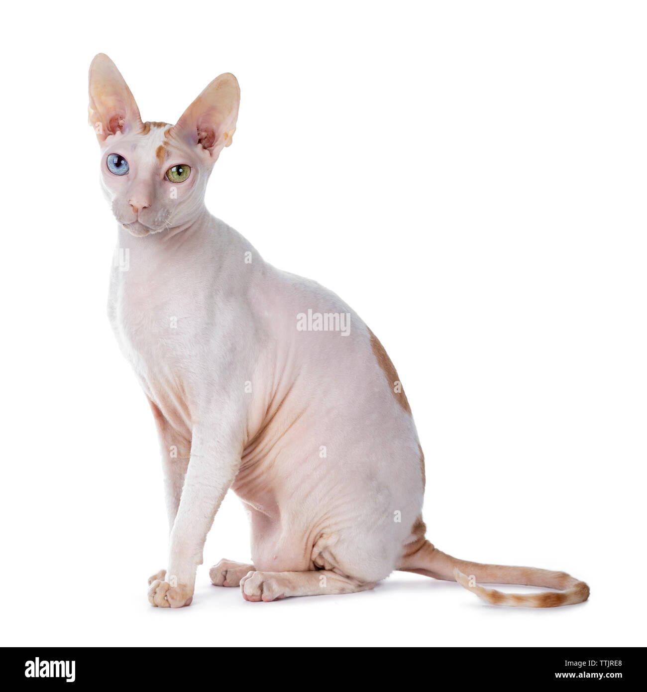 Cute Cornish Rex cat sitting side ways. Looking at camera with blue ...