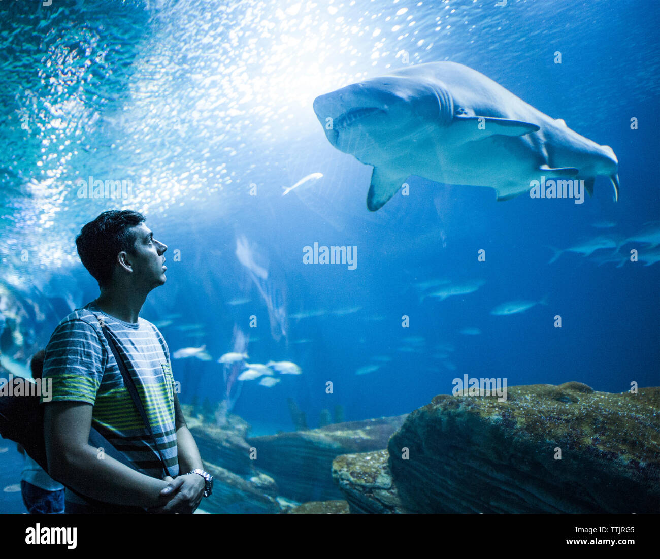 Fish standing hi-res stock photography and images - Alamy