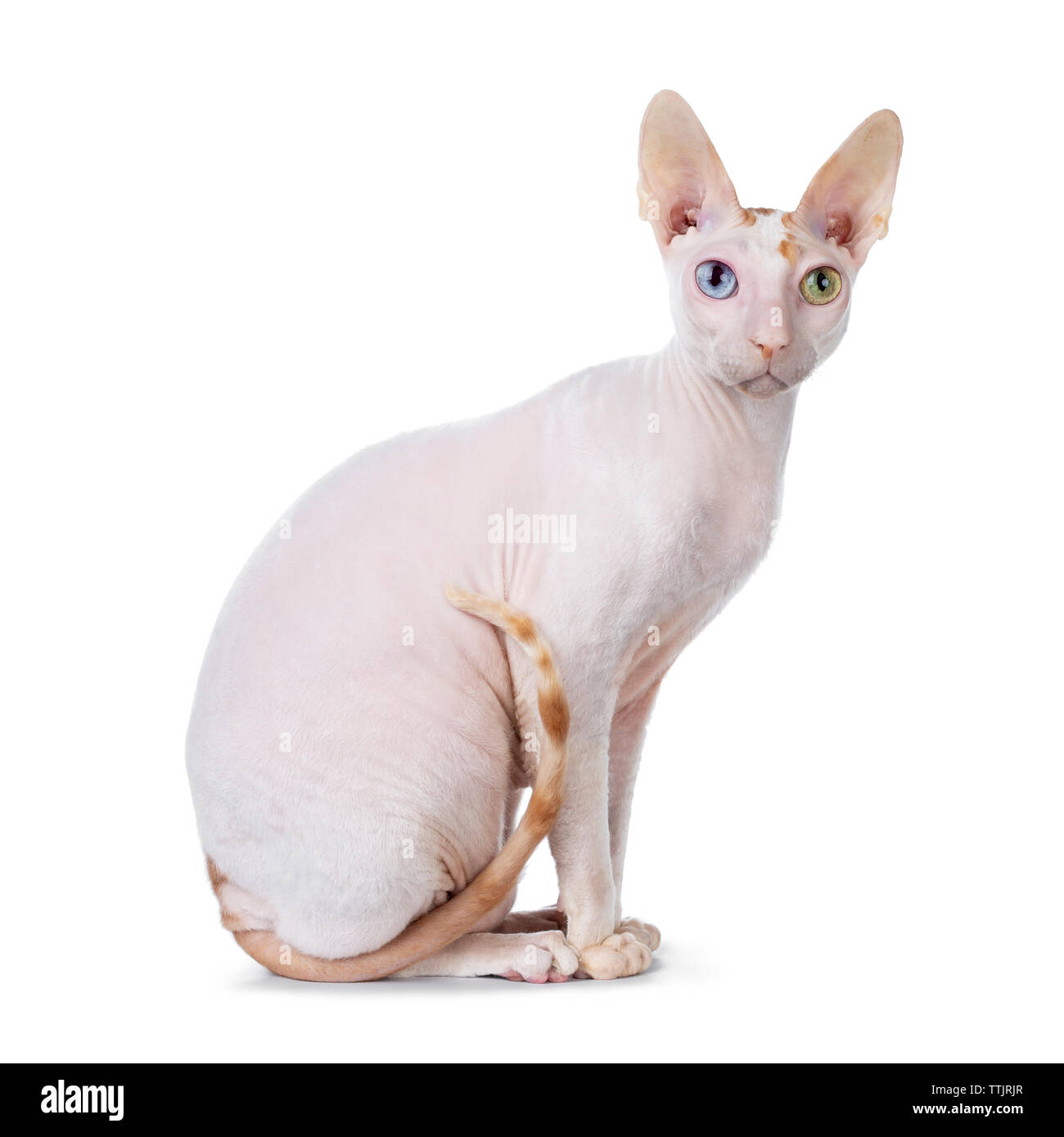 Cute Cornish Rex cat sitting side ways. Looking beside camera with blue ...