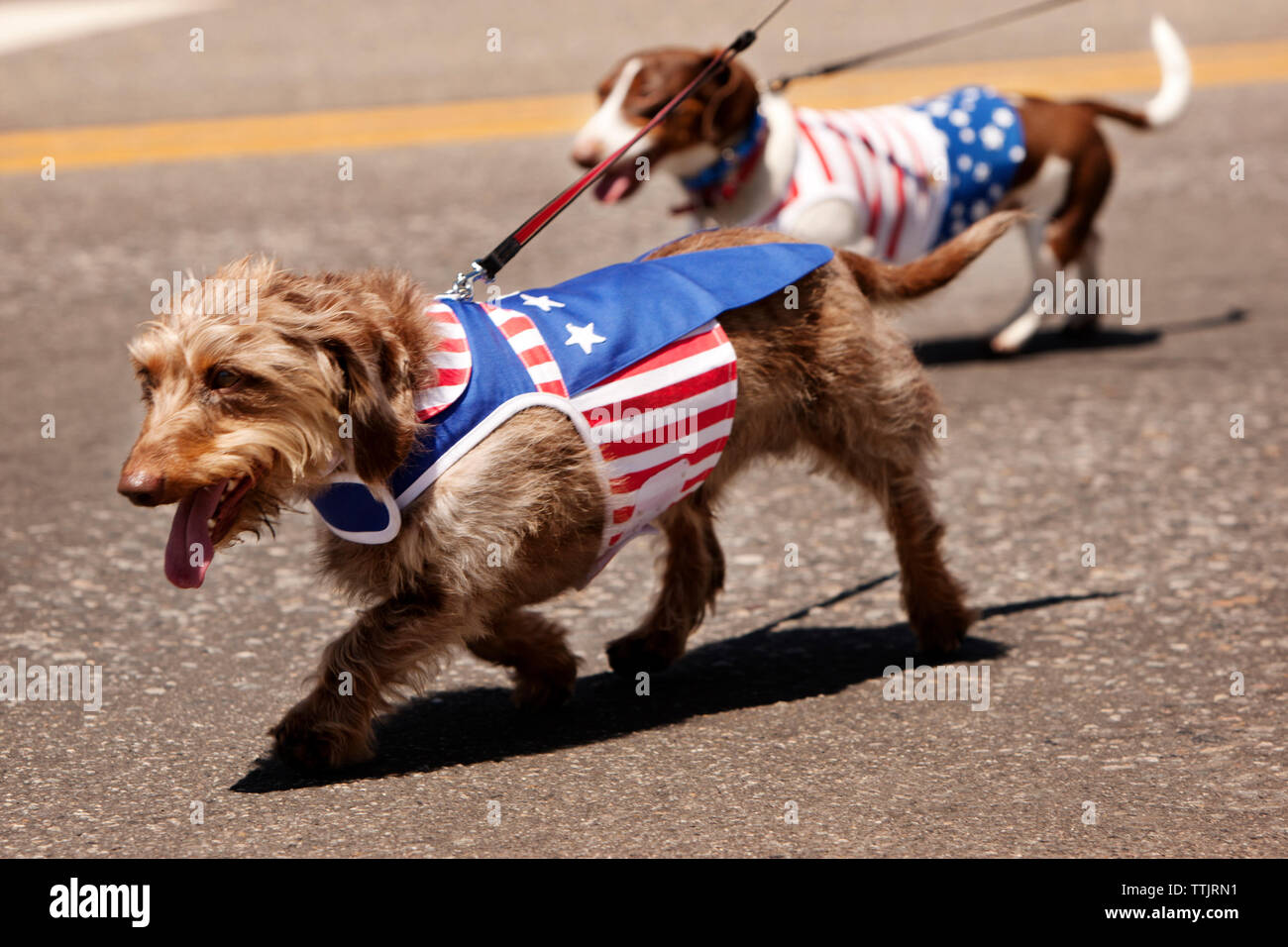 Dogs wearing American flag clothing while walking on street Stock Photo ...