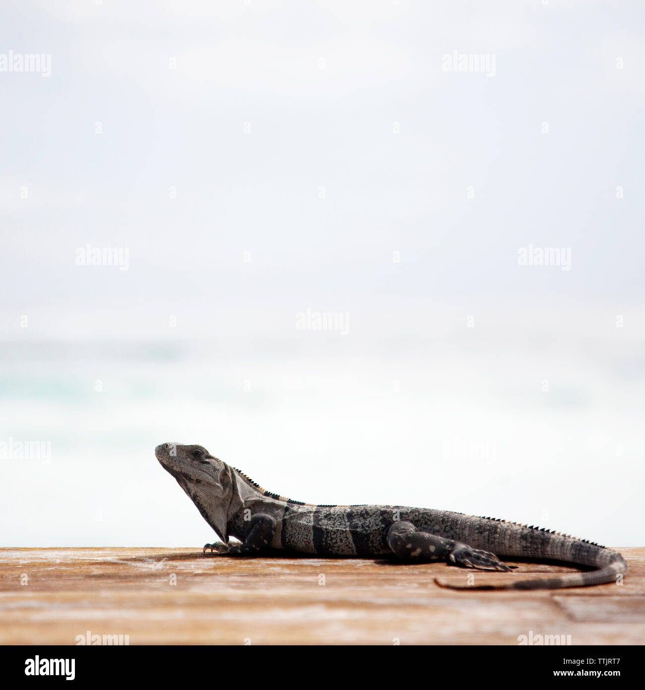 Dragon tail hi-res stock photography and images - Alamy