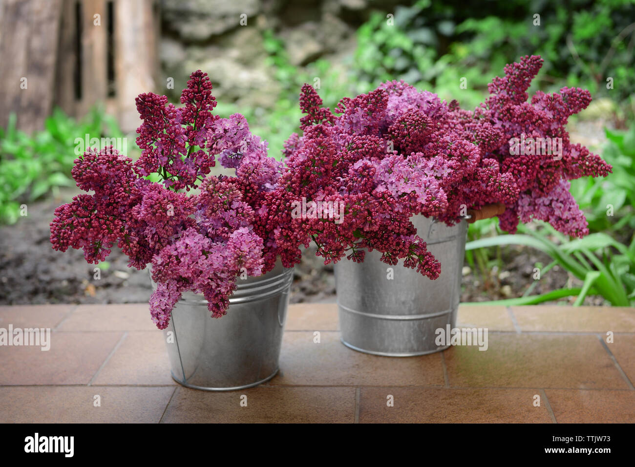 Purple lilac in metal bucket outdoor Stock Photo - Alamy