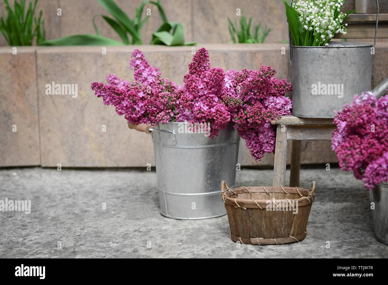 Purple lilac in metal bucket Stock Photo - Alamy