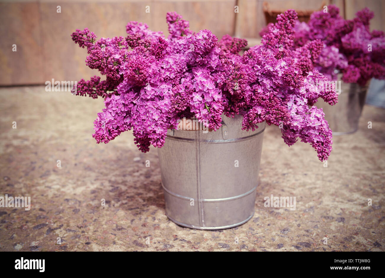 Purple lilac in the metal bucket Stock Photo - Alamy