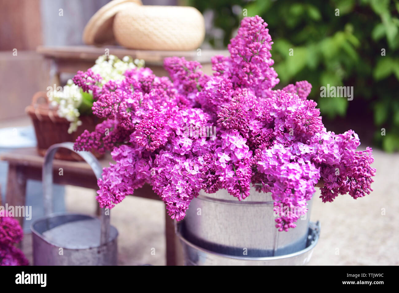 Purple lilac in metal bucket Stock Photo - Alamy
