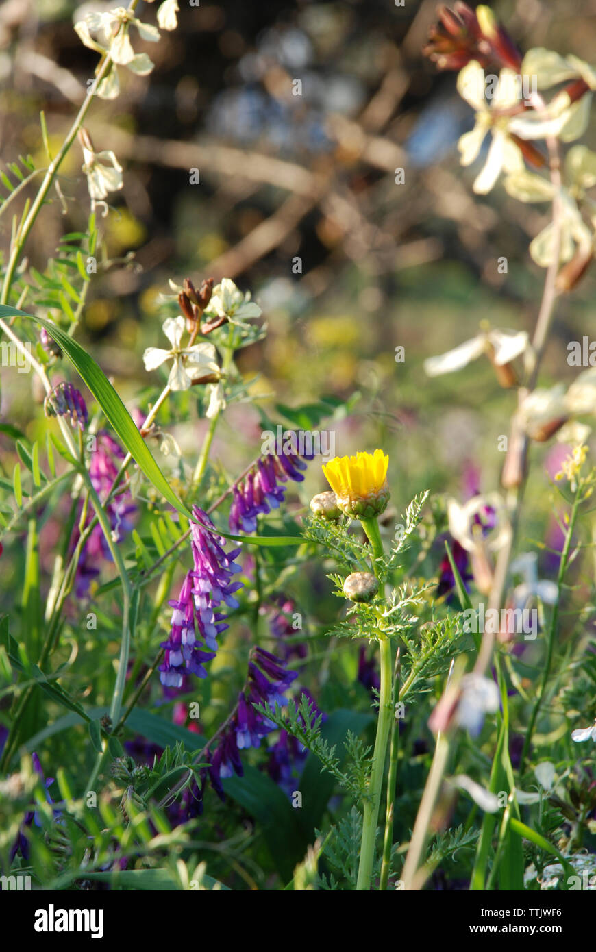 Spata Village, Greece / Flowers in the countryside Stock Photo - Alamy