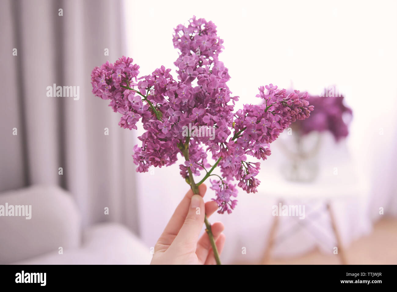 Hand holding lilac hi-res stock photography and images - Alamy