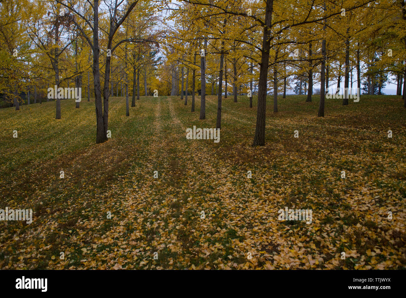 UNITED STATES - OCT 27, 2015: The Blandy ginkgo grove is one of the ...
