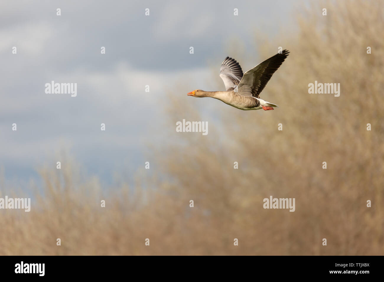 A goose flies from right to left. In the background are the sky and ...