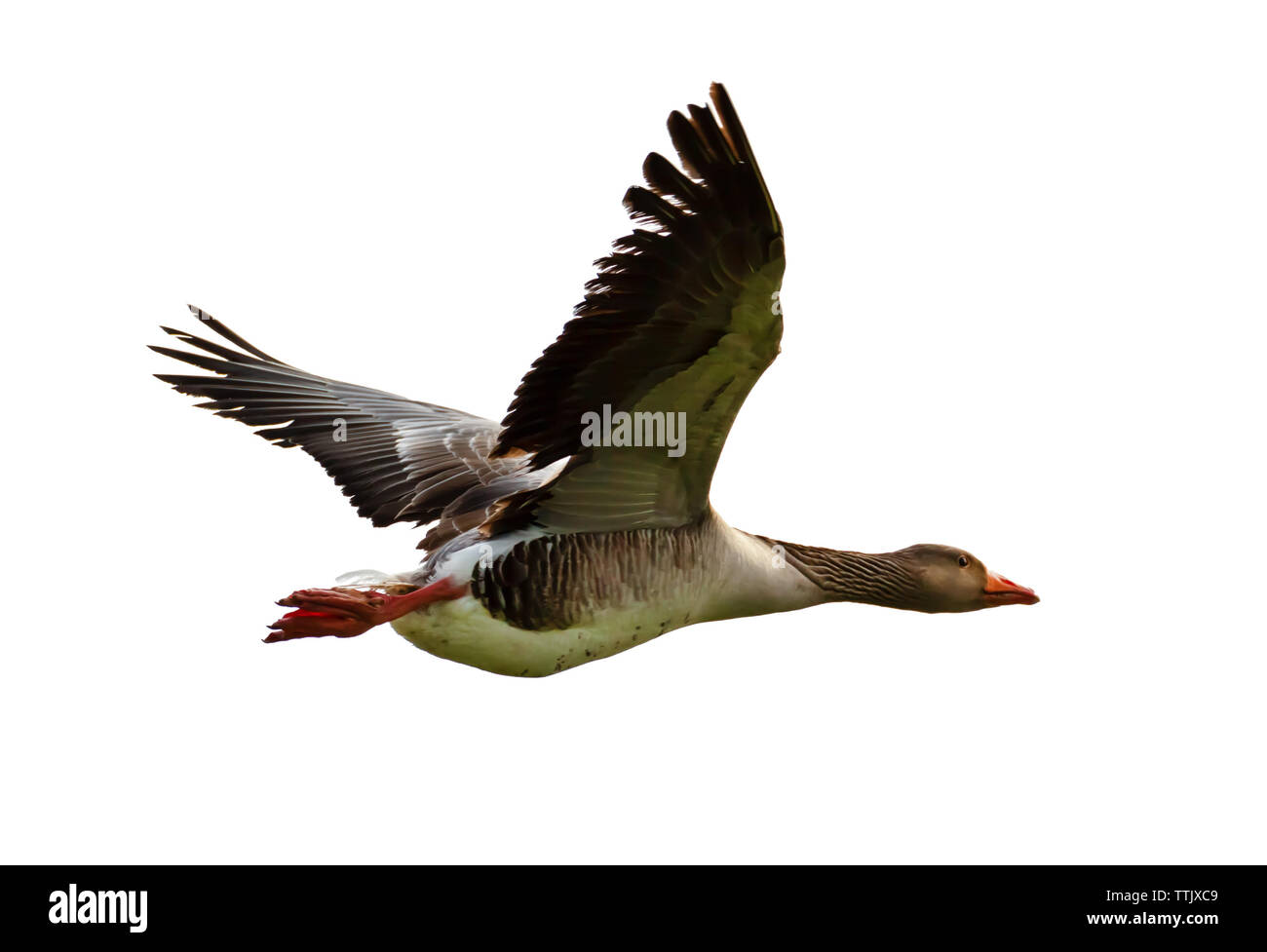 A gray goose flying from left to right, isolated on white Stock Photo ...