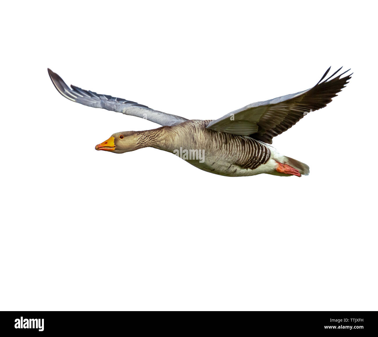 A flying gray goose, isolated on white Stock Photo - Alamy