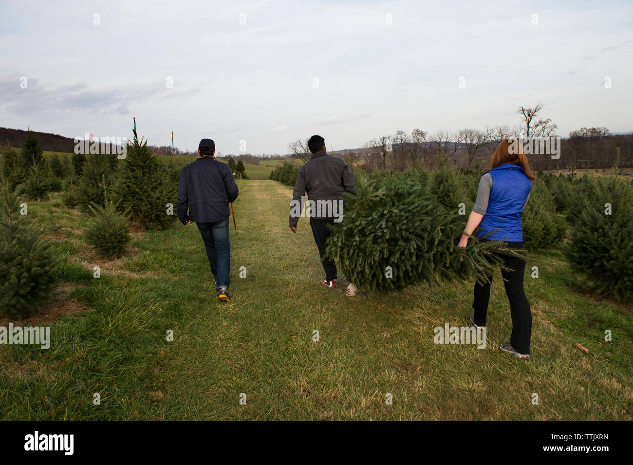 Snickers gap christmas tree farm hi-res stock photography and images ...