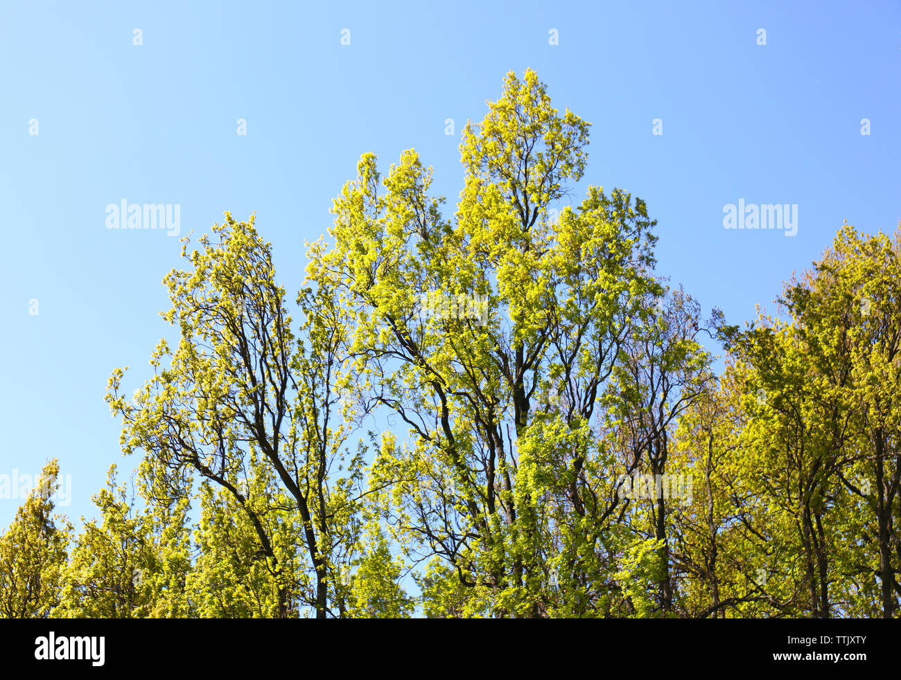 Big trees in botanical garden Stock Photo - Alamy