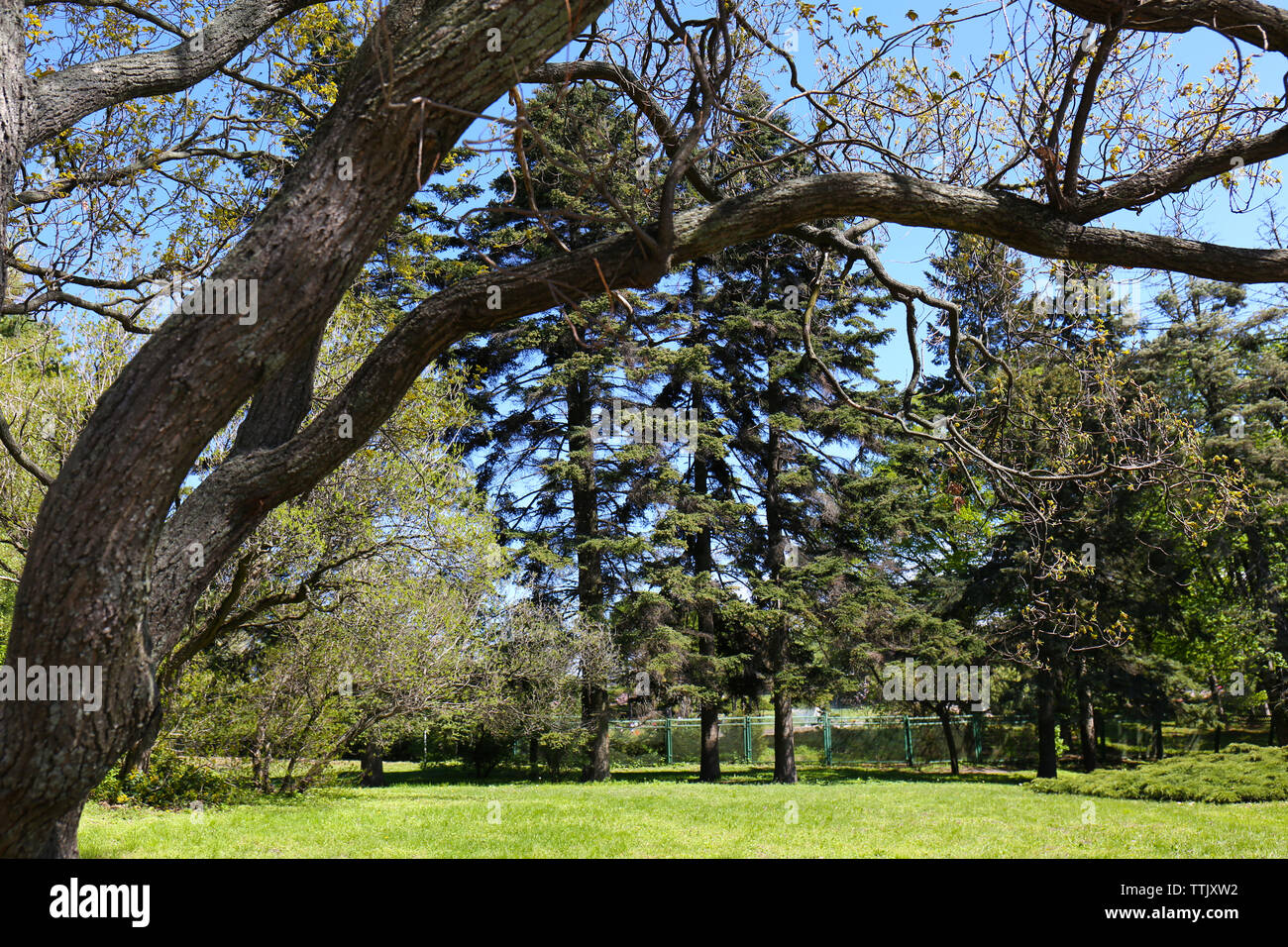 Big tree in botanical garden Stock Photo - Alamy