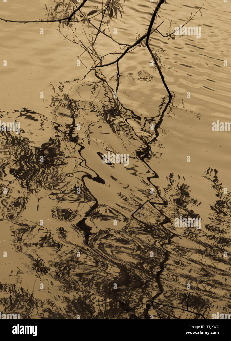 Oldest tree uk hi-res stock photography and images - Alamy