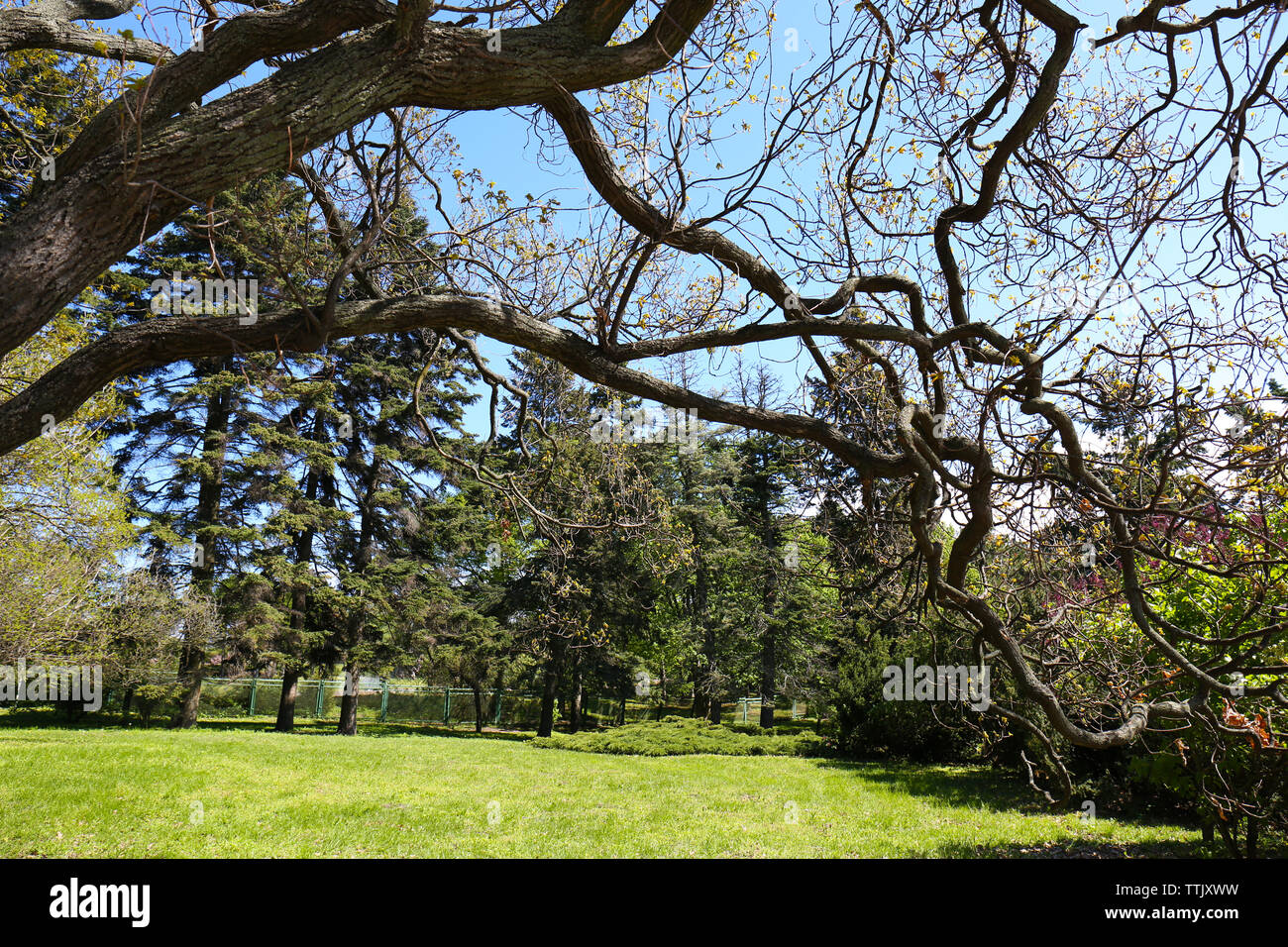 Big tree in botanical garden Stock Photo - Alamy