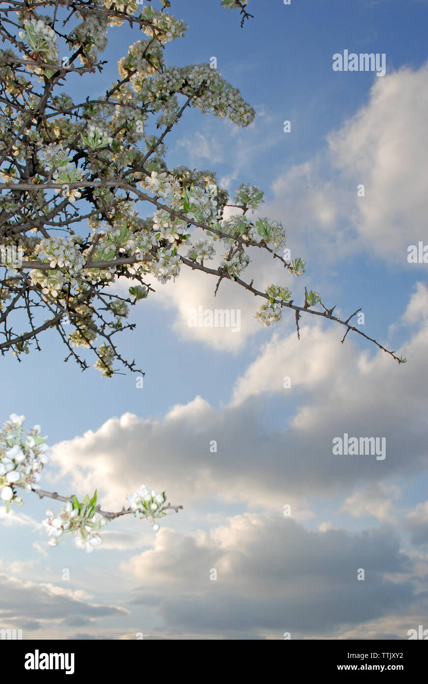 Spata Village, Greece / Almond tree in the countryside Stock Photo - Alamy