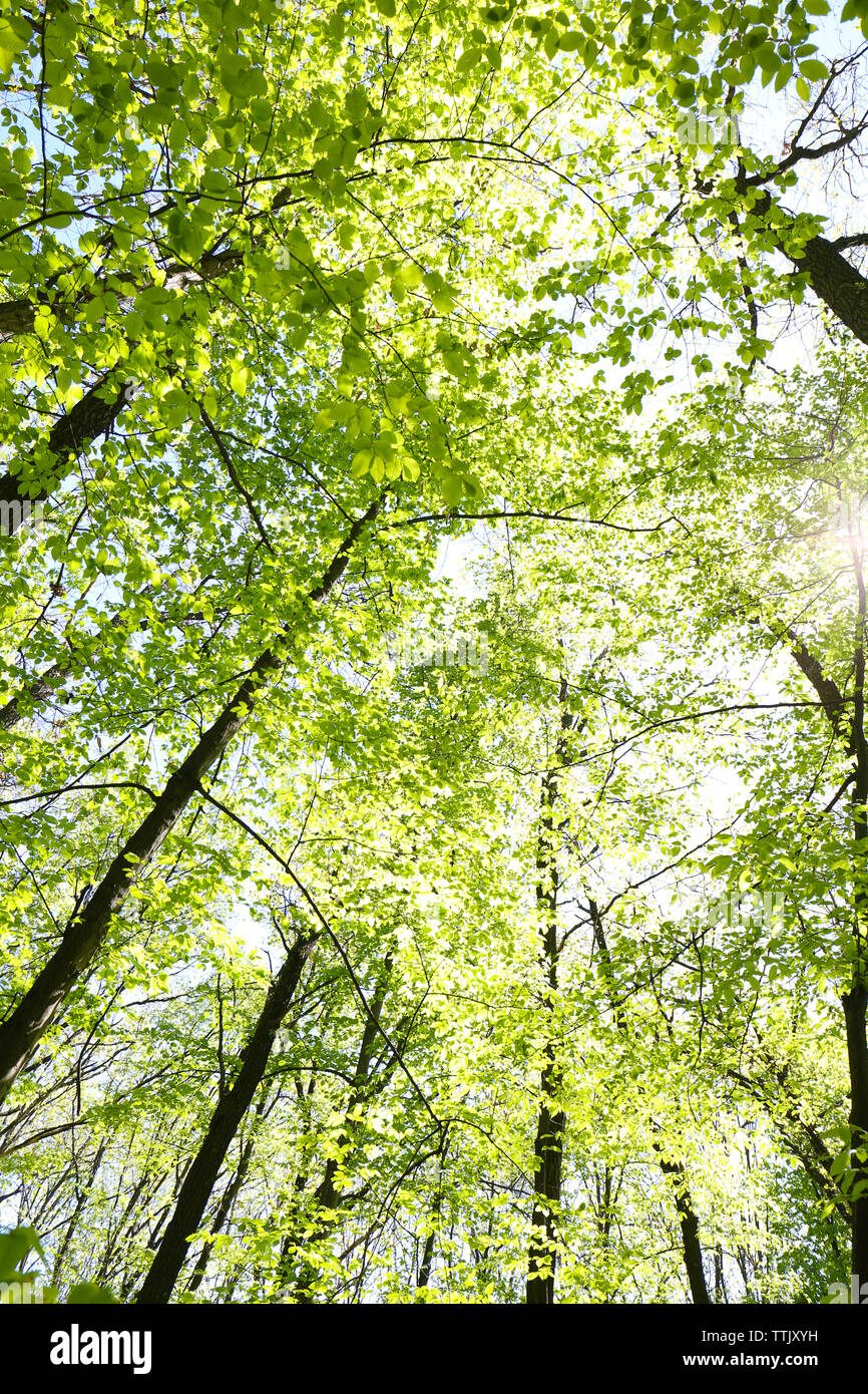 Spring trees in botanical garden Stock Photo - Alamy