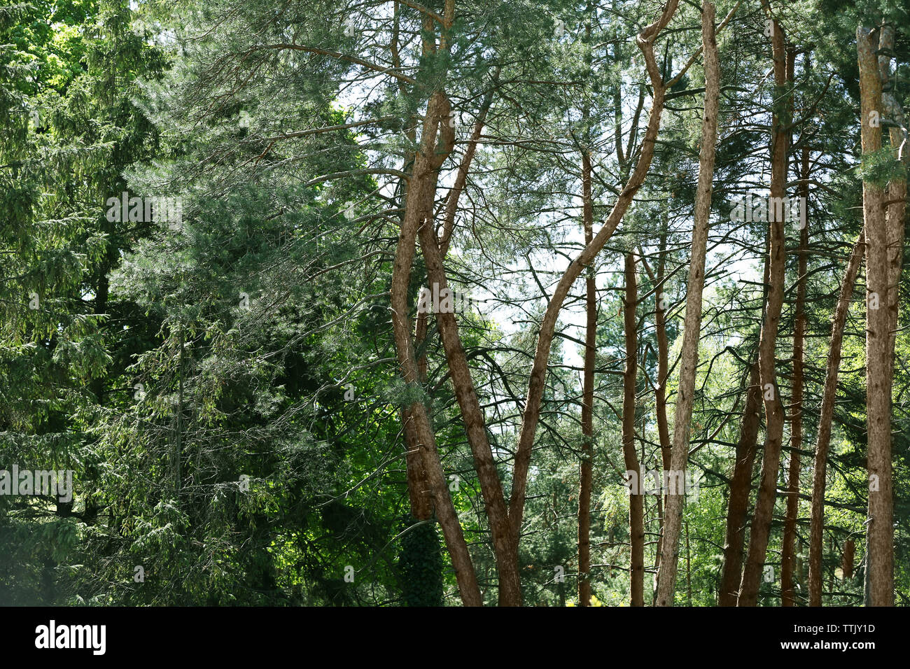 Pine trees in botanical garden Stock Photo - Alamy
