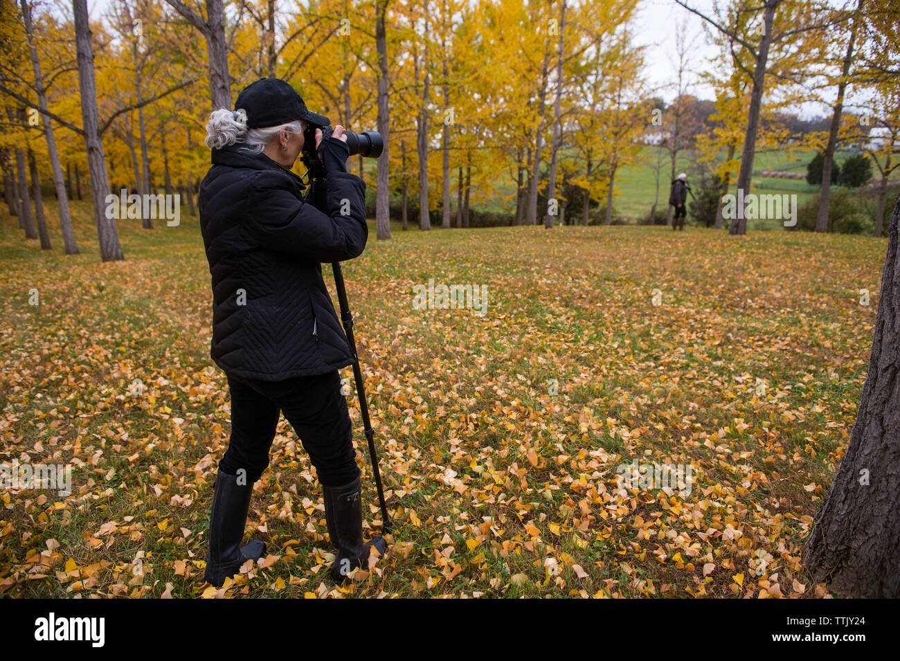 UNITED STATES - OCT 27, 2015: The Blandy ginkgo grove is one of the ...