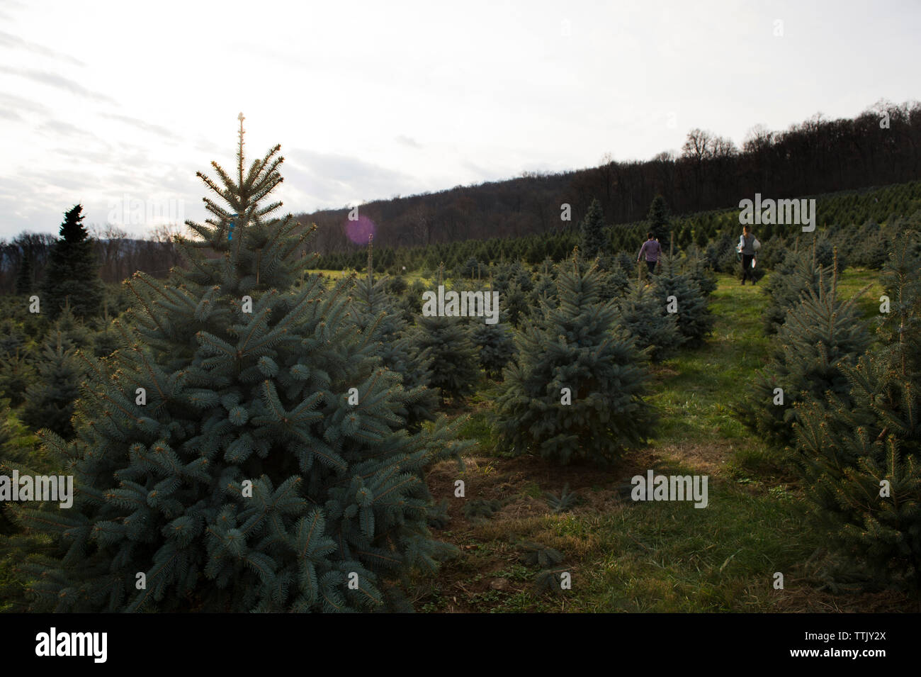 Snickers gap christmas tree farm hi-res stock photography and images ...
