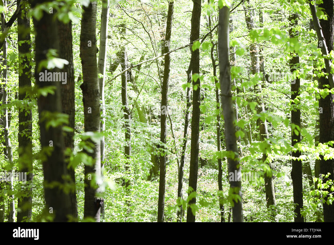 Spring trees in botanical garden Stock Photo - Alamy