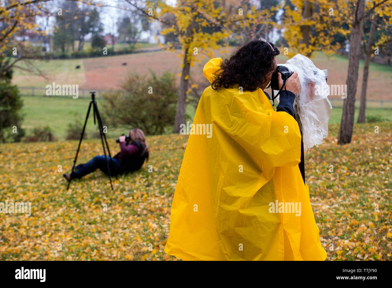 UNITED STATES - OCT 27, 2015: The Blandy ginkgo grove is one of the ...