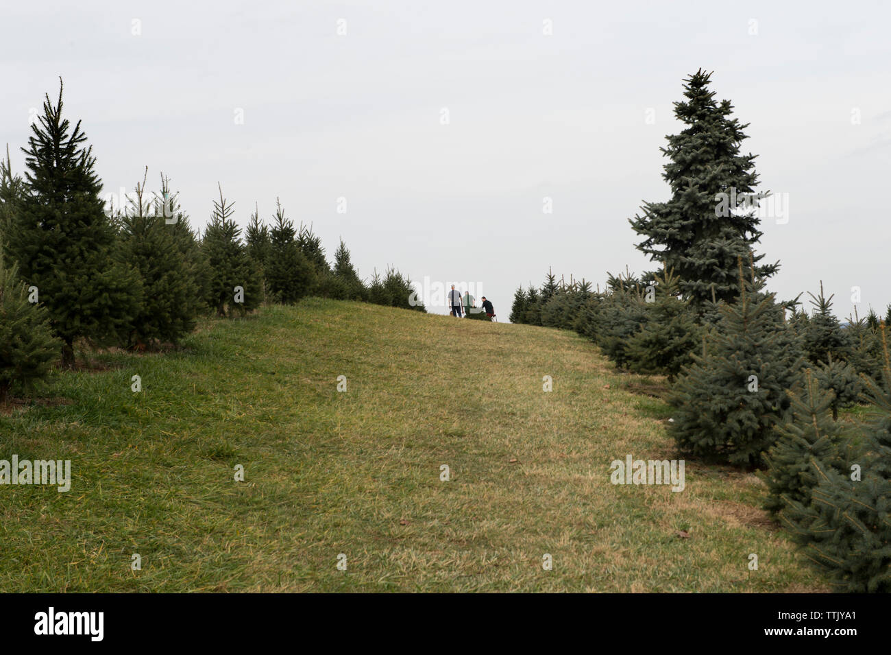UNITED STATES - December 12, 2015: Snickers Gap Christmas Tree Farm is ...