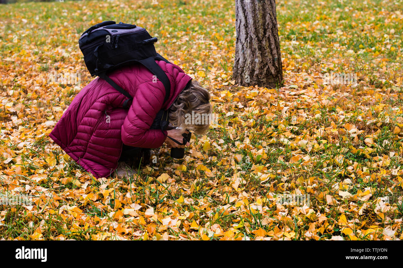 UNITED STATES - OCT 27, 2015: The Blandy ginkgo grove is one of the ...
