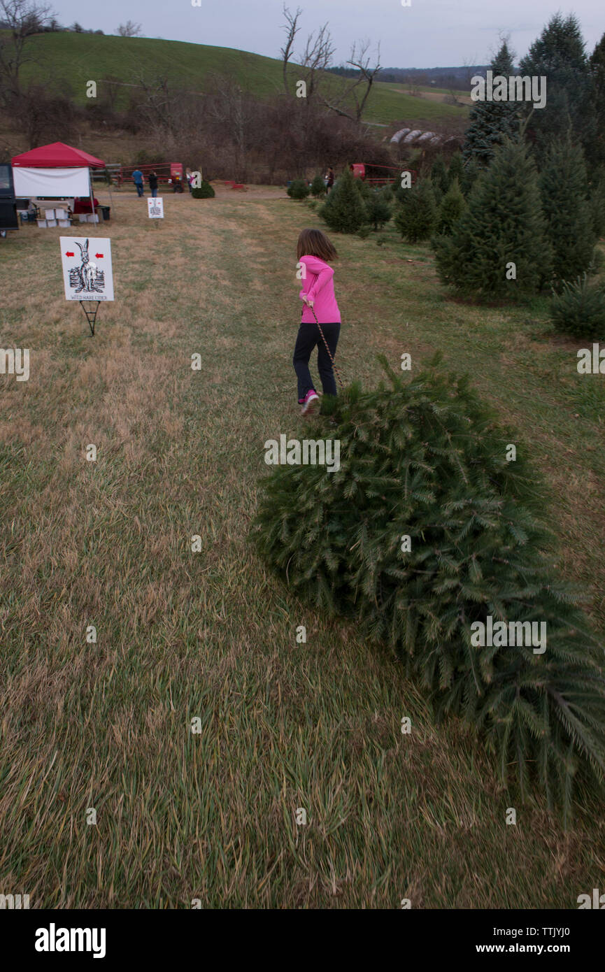 UNITED STATES - December 12, 2015: Snickers Gap Christmas Tree Farm is ...