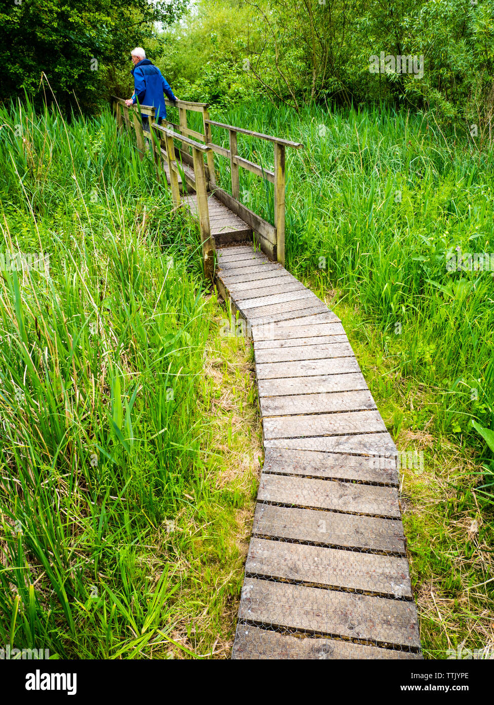Man Crossing Bridge, Path Threw Wetlands on Witheymead Nature Reserve ...