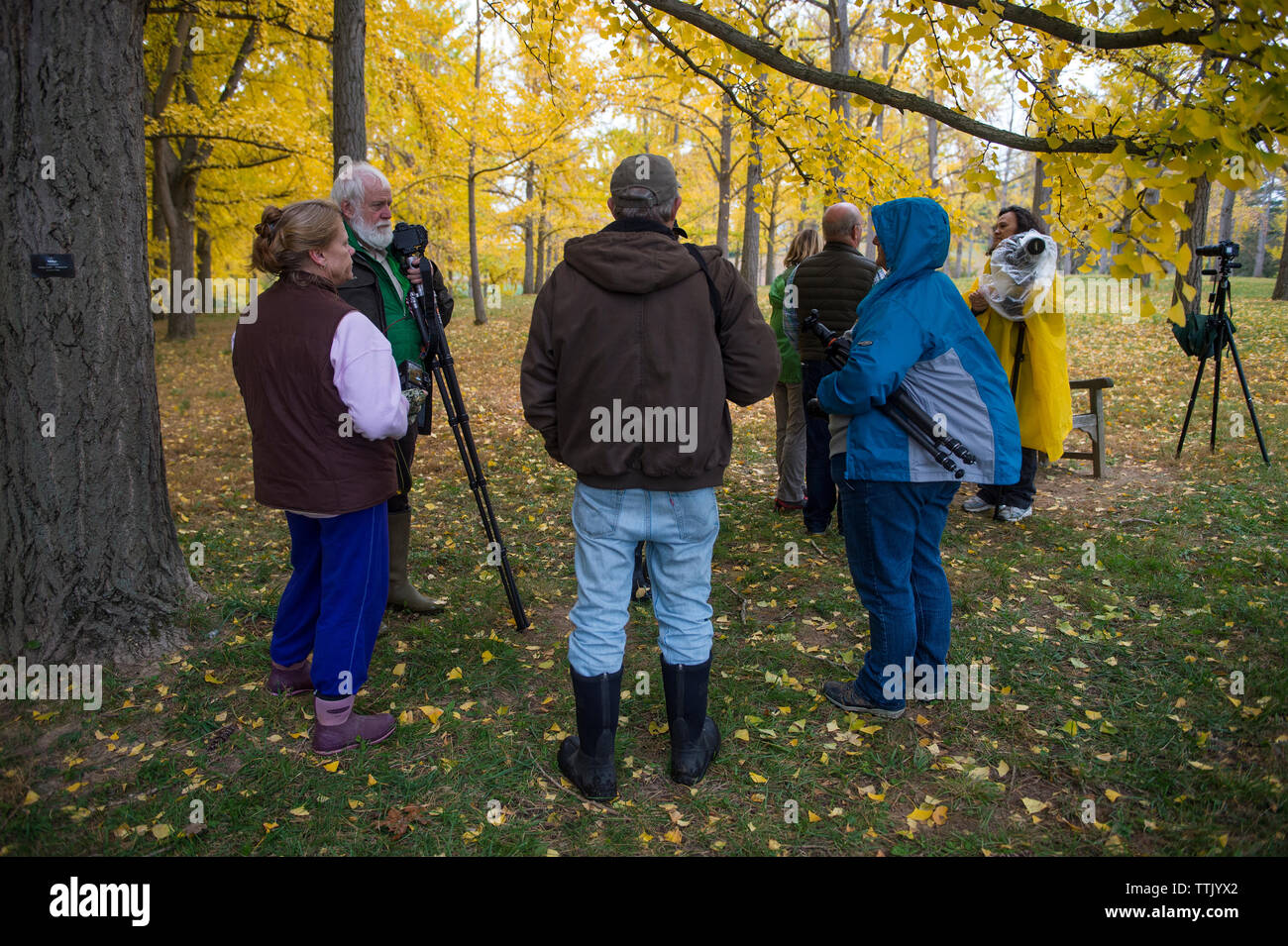 UNITED STATES - OCT 27, 2015: The Blandy ginkgo grove is one of the ...