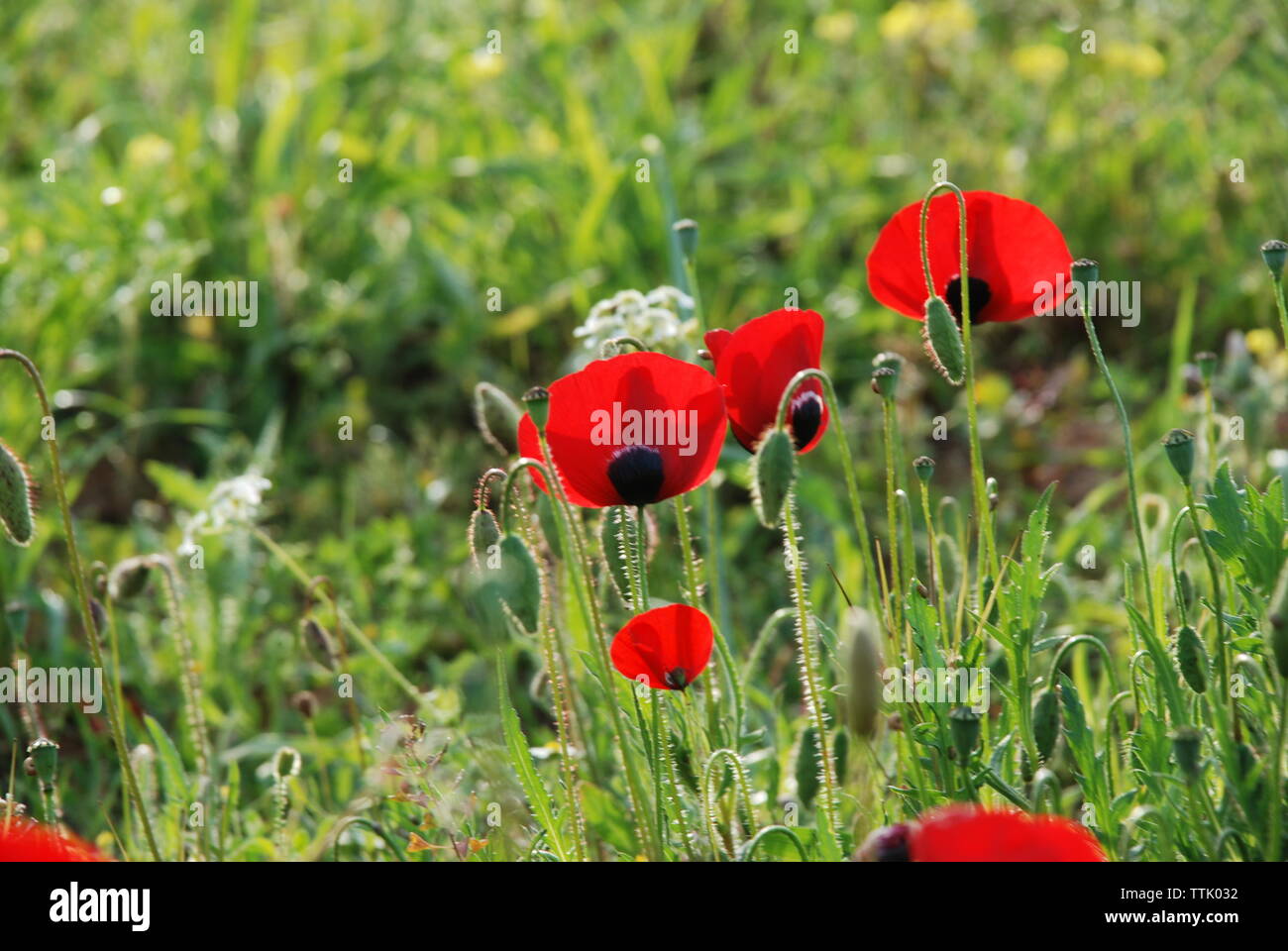 Spata Village, Greece / Flowers in the countryside Stock Photo - Alamy