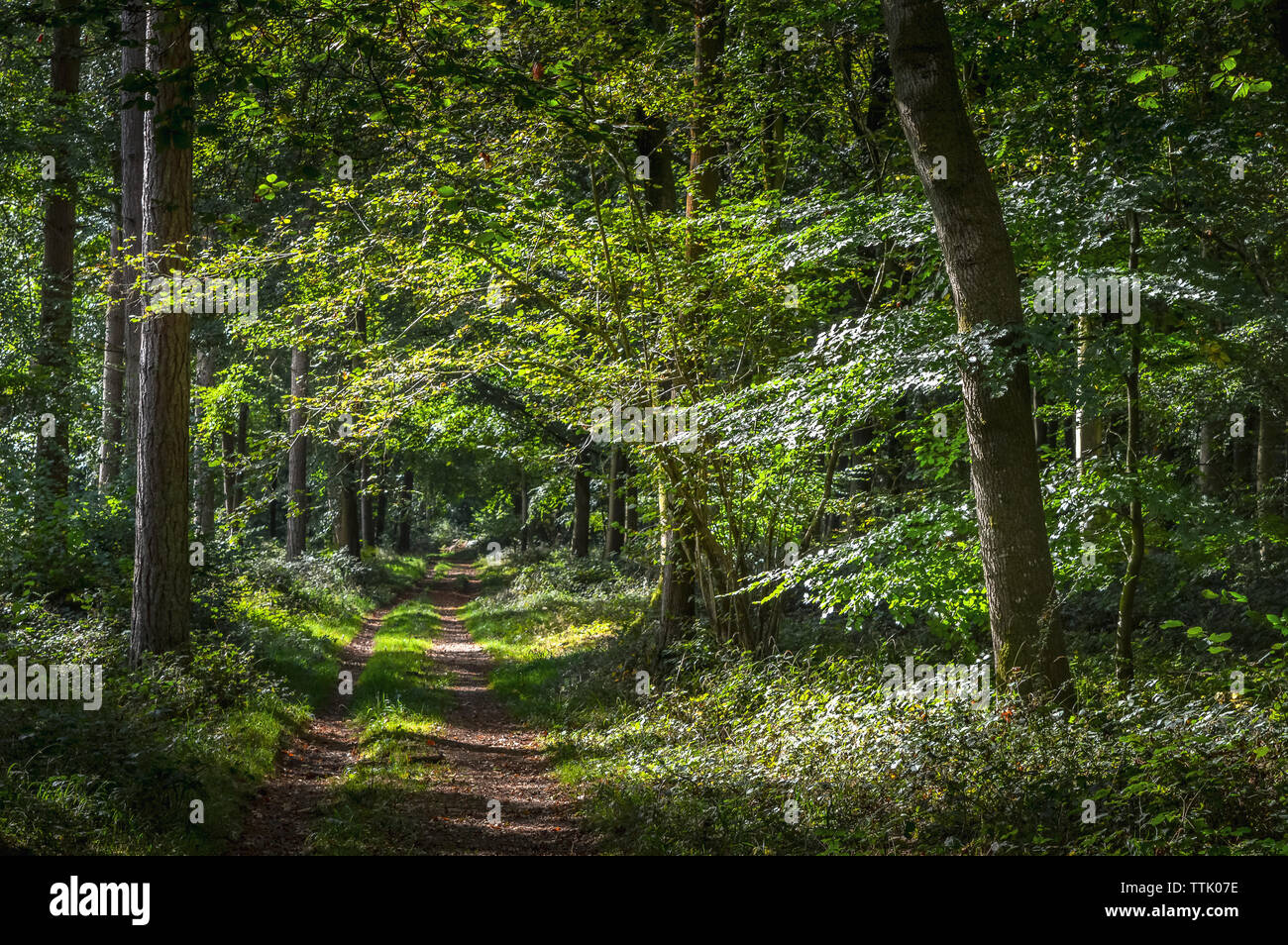 Oak tree wiltshire uk hi-res stock photography and images - Alamy