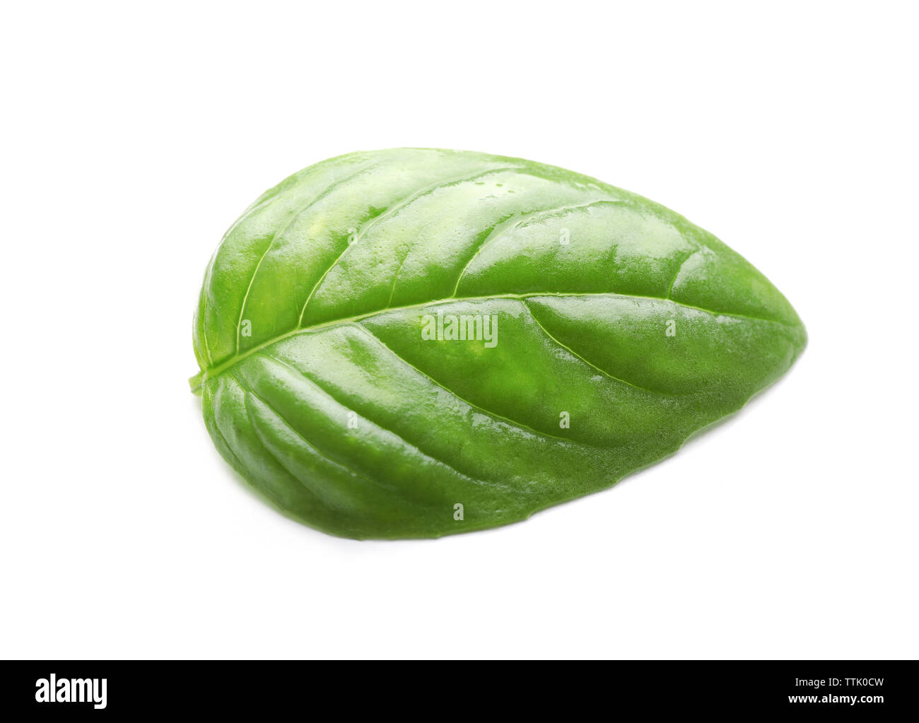 Basil leaf, isolated on white Stock Photo - Alamy