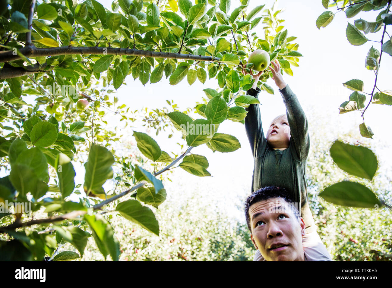 Man carrying branches hi-res stock photography and images - Alamy