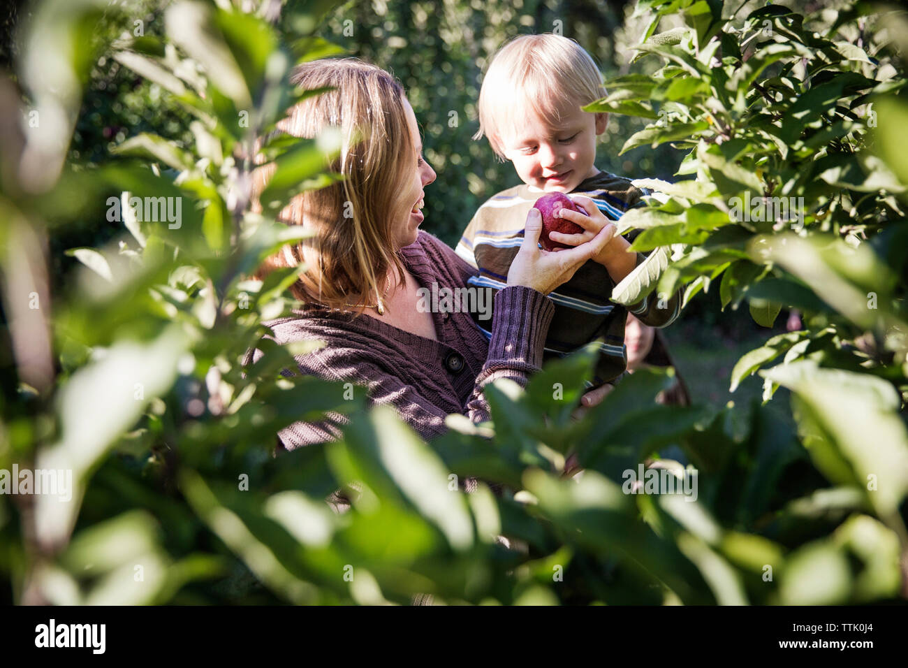 Showing apple fruit hi-res stock photography and images - Alamy