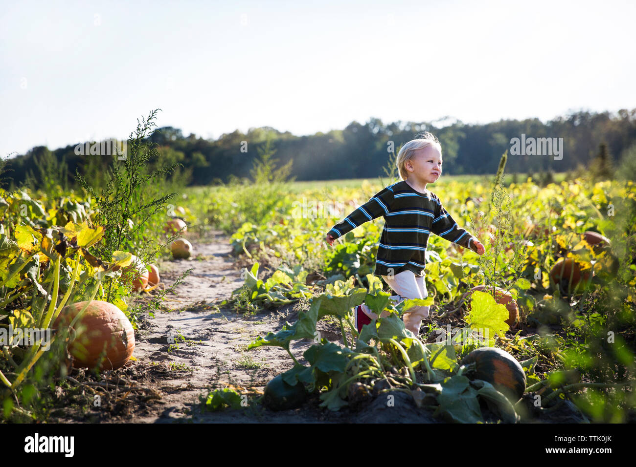 Boy running in pumpkin farm against clear sky Stock Photo - Alamy