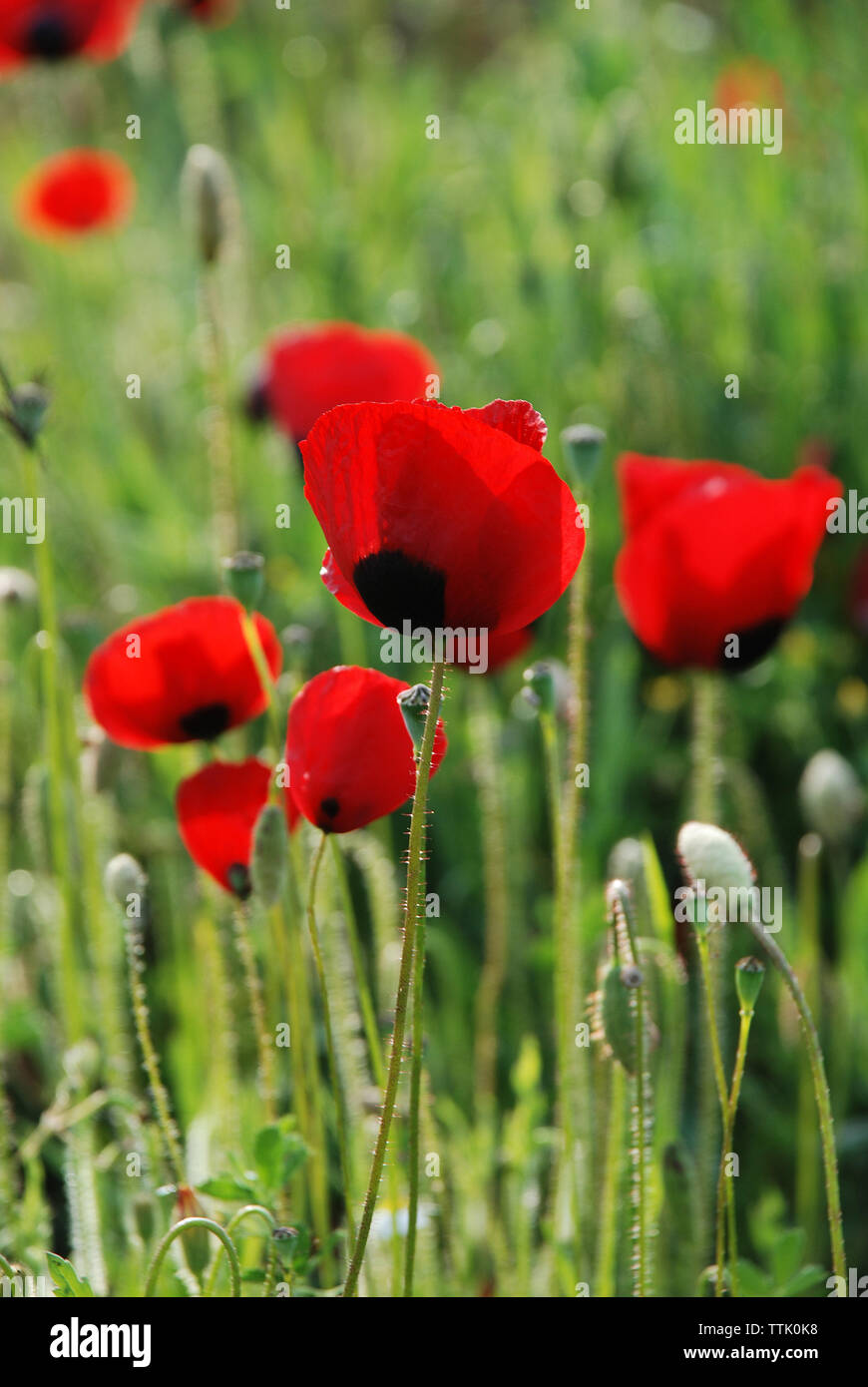 Spata Village, Greece / Flowers in the countryside Stock Photo - Alamy